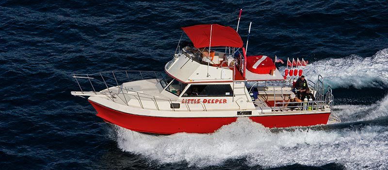 Dive Trip Photos – SALTY FLIPPER